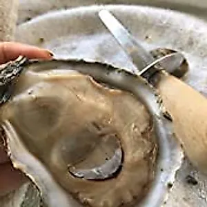 RiverView Enterprise ORIGINAL CHESAPEAKE BAY OYSTER KNIFE - SHUCKING CLAM/SHELLFISH OPENER - STAINLESS STEEL - SEAFOOD KNIFE