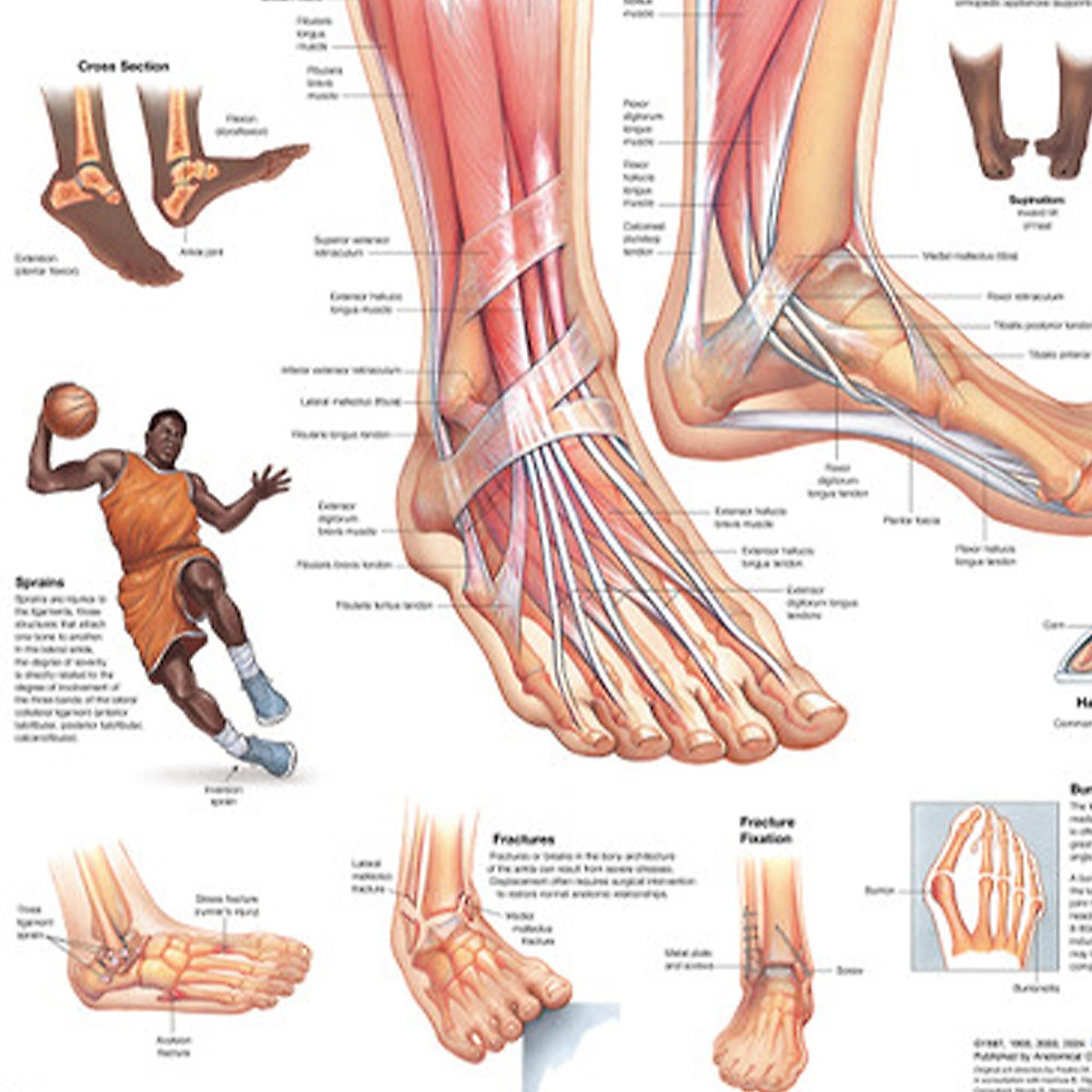 Foot and Ankle Anatomical Chart