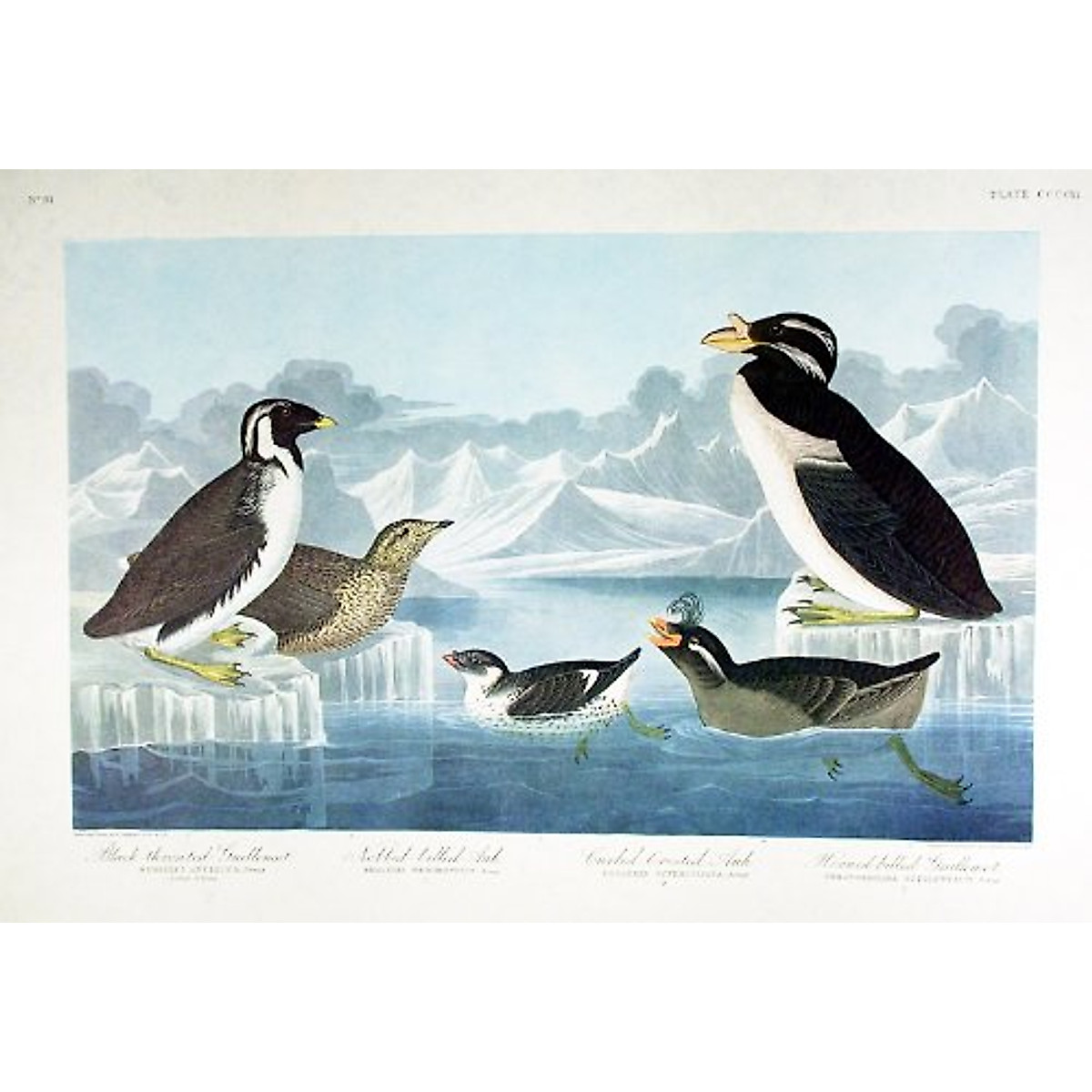Black-throated Guillemot, Nobbed-billed Auk, Curled-Crested Auk. From"The Birds of America" (Amsterdam Edition)