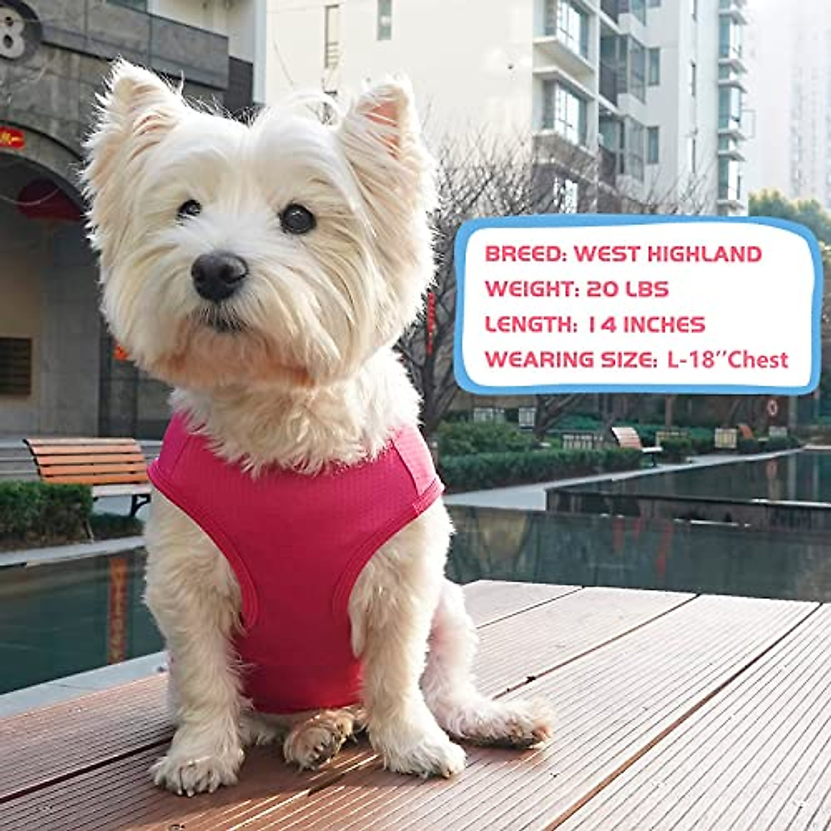 KYEESE 2 Pack Dog Shirt for Medium Dogs Breathable Lightweight Dog T-Shirts with Reflective Label Tank Top Great for Summer Sleeveless Vest Dog Apparel Strawberry Pattern, 2L, Strawberry+Rose