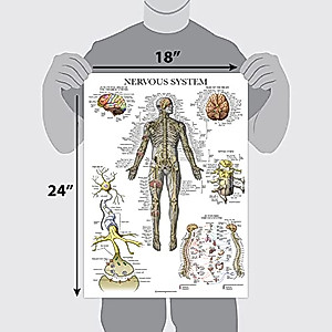 Palace Learning Nervous System Anatomy Poster - LAMINATED - Autonomic Nervous System & Brain Anatomical Chart - 18" x 24"