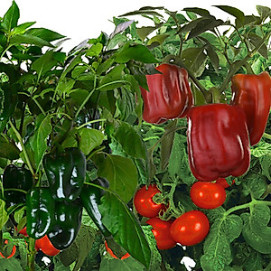 AeroGarden Jumbo Veggies Seed Pod Kit - Mega Cherry Tomato, Poblano Pepper, and Sweet Bell Pepper Seed Pods for Tall Gardens