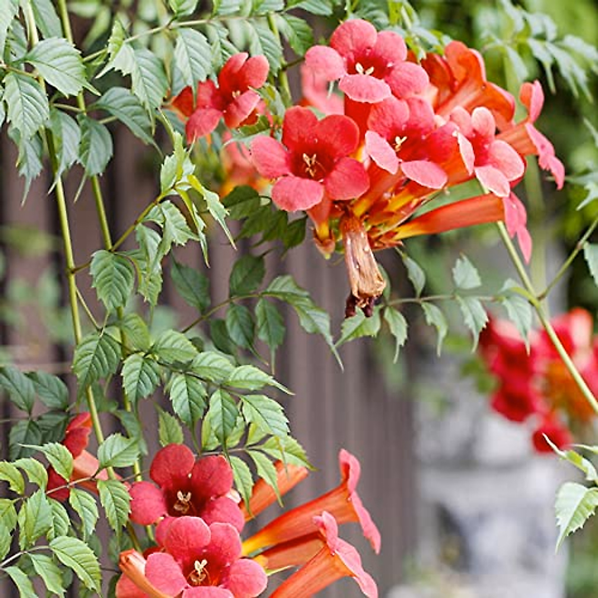 QAUZUY GARDEN 20 Seeds Rare Red Hummingbird Trumpet Creeper Vine Seeds Campsis Radicans Perennial Hardy Flower - Showy Privacy Screen- Easy to Grow & Maintain