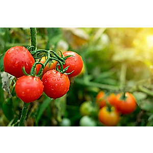 Large Red Cherry Tomato Seeds for Planting, 500+ Heirloom Seeds Per Packet, (Isla's Garden Seeds), Sweet, Non GMO Seeds, Botanical Name: Solanum lycopersicum, Great Home Garden Gift