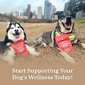 Lolahemp Mushroom Supplement for Dogs - Tasty Chews with Organic Mushroom Complex for Immune System & Cognitive Health - Turkey Tail, Reishi, Shiitake, Maitake & Lion's Mane