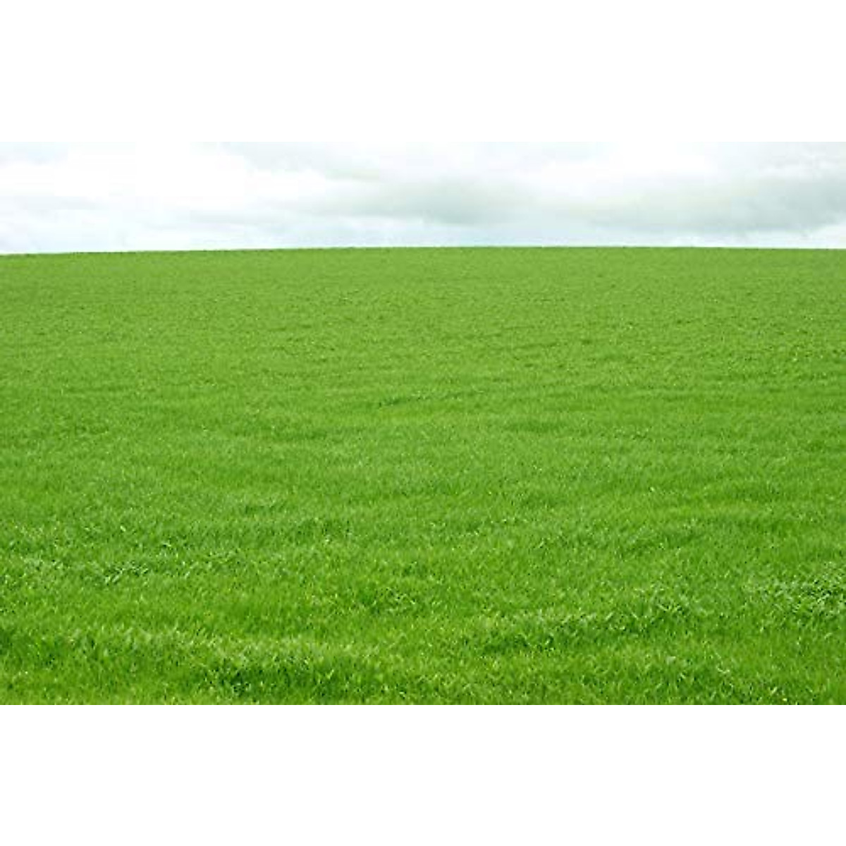 OrOlam Canada Grass Green Seed Bag Tough Enough to Withstand Severe Weather All Climate