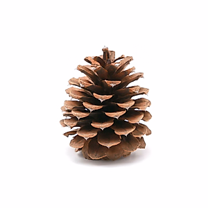 Review Outdoor Gear 5, 8, 10 or 12 Ponderosa Decorative 3" - 3.5" Pine Cones UNSCENTED Fall Winter Holiday Home Decor Vase Bowl Filler Displays Crafts (3 x 4, Quantity of 8)