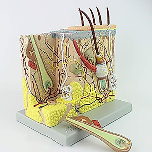 Teaching Model,Skin Anatomy Model, Skin Model, Enlarged Human Skin Anatomical Structure Model, Skin Beauty Plastic Face and Face Model for Biology Cosmetic Surgery Teachi