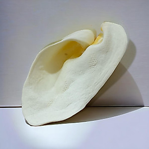 Brazilian Pet 100% Natural - Over 5 inches- Real Cow Ears Prime Dog Chews, Free Range Grass Fed Cattle (100 Count)