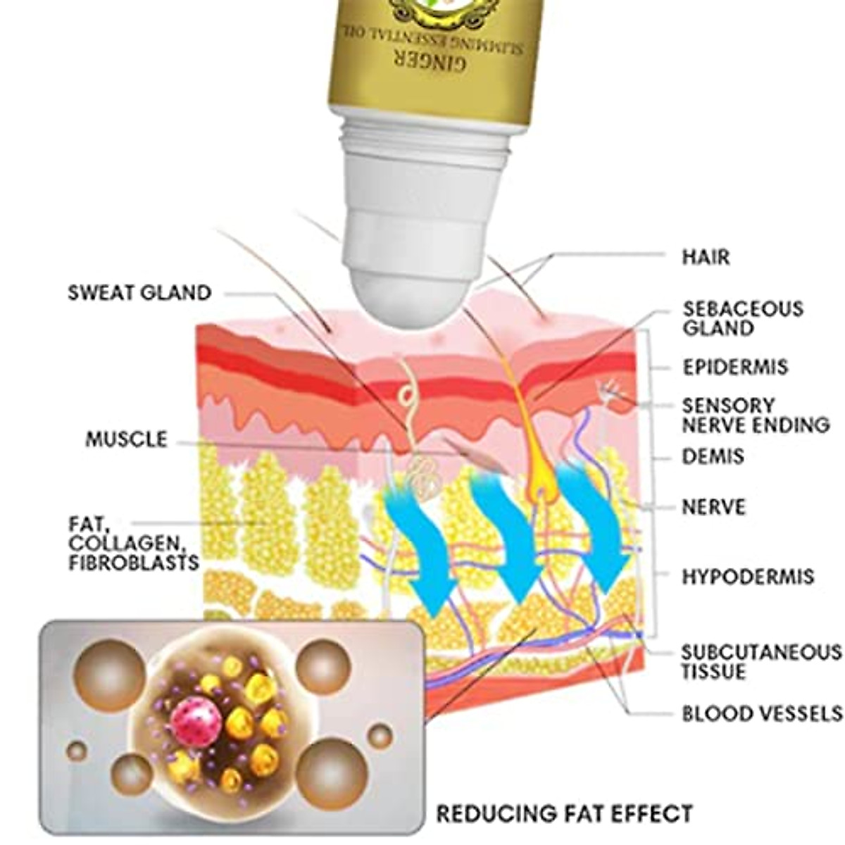 TURSHI Gynecomastia Firming Ginger Roller,2023 New Gynecomastia Tightening Ginger Cream,Firming Ginger Breast Firming Down Cellulite for A Better Physique Make Them Firmer Cleansing Oil