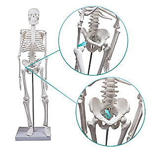 Aliwovo Skeleton Model Anatomy Mini Human Anatomical Skeleton Medical Education Study 17.7&quot;Model with Colorful Manual and Exquisite Packaging