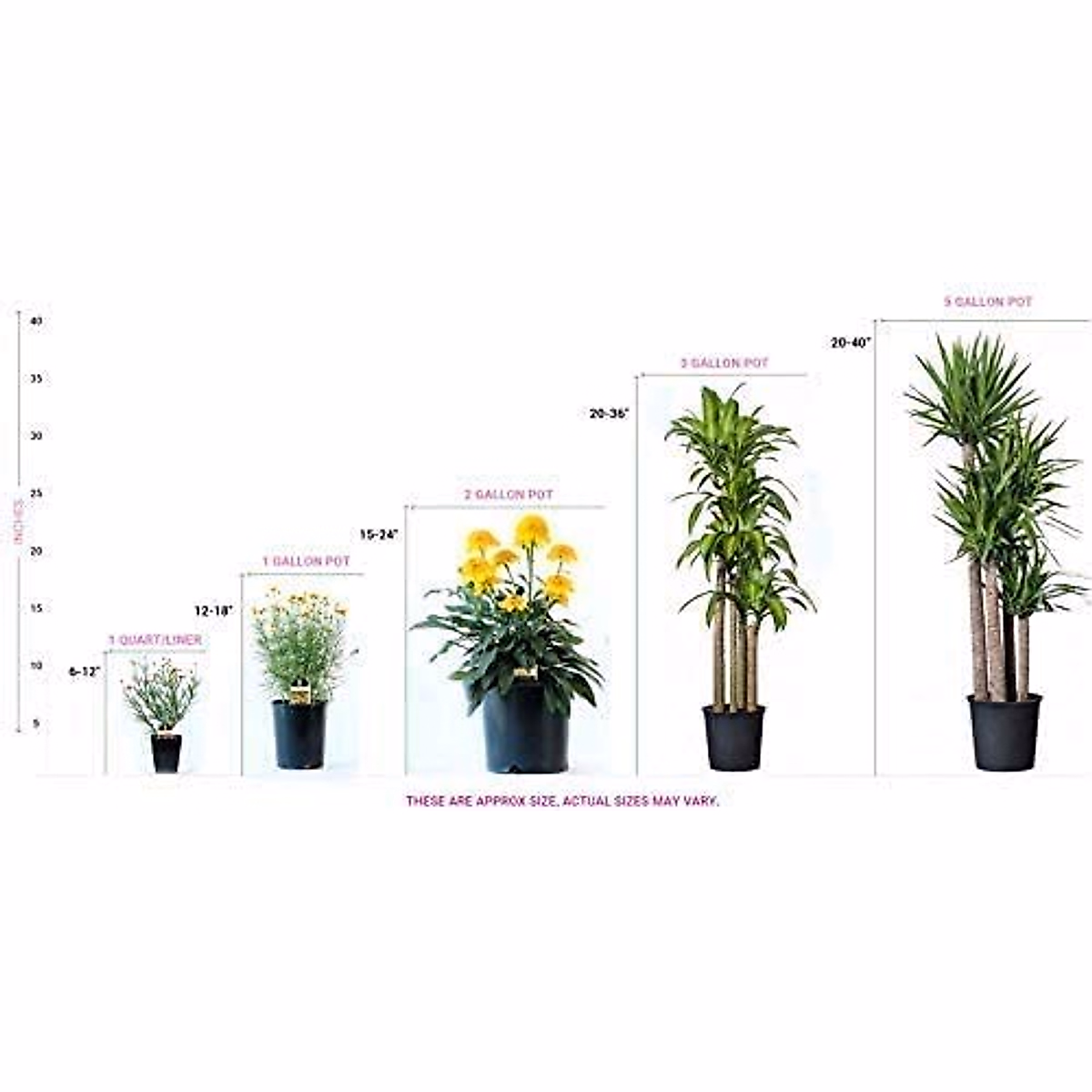 Pixies Gardens Elberta Peach Tree Live Plants Large, Yellow with a Red Blush. Yellow Flesh, Very Juicy, Good Flavor, Freestone (5 Gallon, Potted)