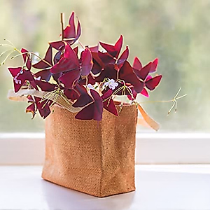 Easy to Grow Oxalis Triangularis 'Purple Shamrocks' Plant Bulbs (20 Pack) - Dark Purple Foliage & Light Pink Flowering Blooms for Indoor or Outdoor Gardens