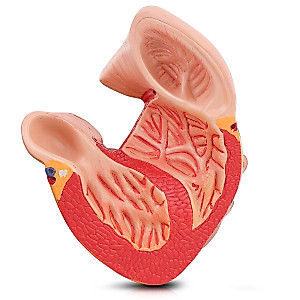 SKUMOD 1:1 Human Heart Model, 2-Part Life Size Accurate Numbered Heart Shows 48 Anatomical Internal Structures Medical Heart Model