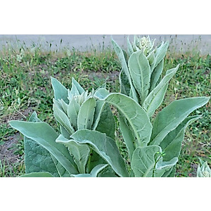 1000 Great Mullein Seeds (Verbascum Thapsus)