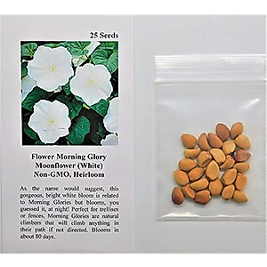 David's Garden Seeds Flower Morning Glory Moonflower FBA-00028 (White) 25 Non-GMO, Heirloom Seeds
