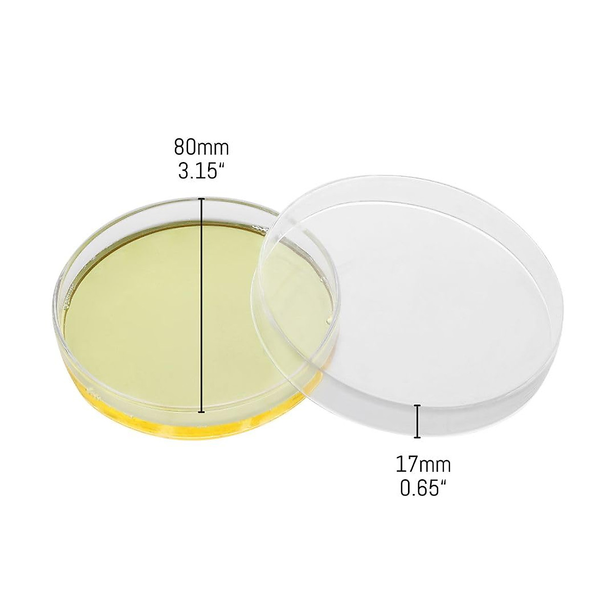 EISCO Petri Dish, 3.15" (80mm) - Beaded Edges Easy to Sterilize for Repeated Use Borosilicate Glass- Eisco Labs