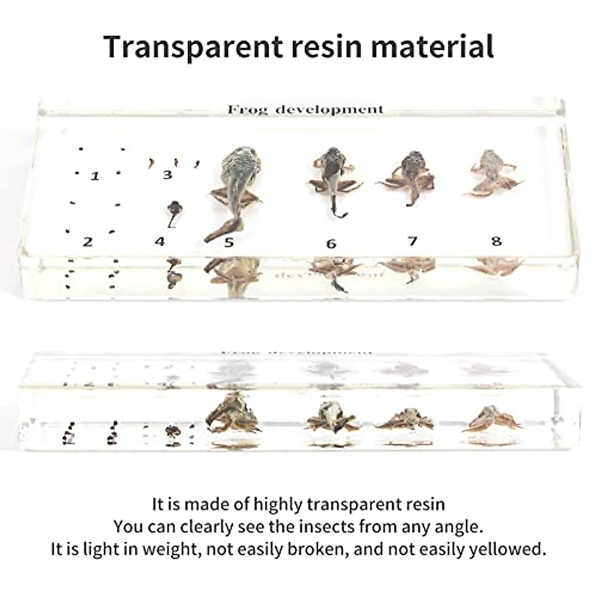 RupXinSplend Lifecycle of Frog-Development Paperweight Specimens - Animal Specimens in Clear Resin in Science Classroom for Science Education, Gift for Science Lovers by RupXinSplend