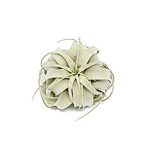Large Xerographica Air Plants 5 to 7 Inch Wide - Air Plants Live Tillandsia Succulent House Plants Holders - Available in Wholesale and Bulk Air Plant - Home and Garden Decor - Easy Care Indoor and Outdoor Plants (1 PC)