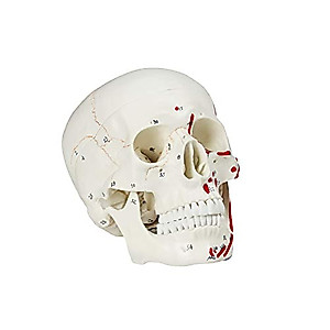 Vision Scientific VAL208 Human Skull with Markings, Muscle and Sutures | Muscle Origins (Painted red) and Insertion (Painted Blue) | Detailed Hand Numbering | Includes Detailed Product Manual