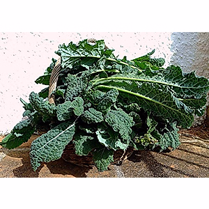 Gaea's Blessing Seeds - Lacinato Kale Seeds - Non-GMO Seeds with Easy to Follow Planting Instructions - Open Pollinated, 94% Germination Rate