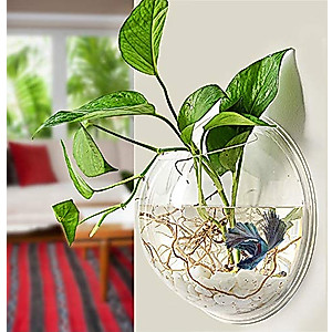 PRUGNA Wall-Hanging Fish Bowl Acrylic Wall-Mounted Plant Pot 1 Gallon Fish Tank 11.5-inches Decoration Planter