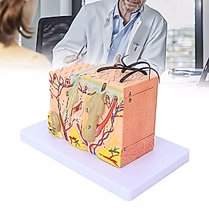 Magnified Skin Tissue Model, Magnified Anatomical Skin Model PVC for Anatomical Study for Skin Cosmetology for School Teaching