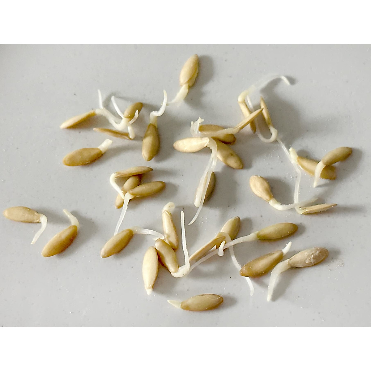 30+ Persian Beit Alpha (A.k.a. Lebanese) Cucumber Seeds Heirloom NON-GMO Crispy Fragrant From USA