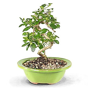 Brussel's Bonsai Live Fukien Tea Indoor Bonsai Tree-6 Years Old 6" to 10" Tall with Decorative Container,