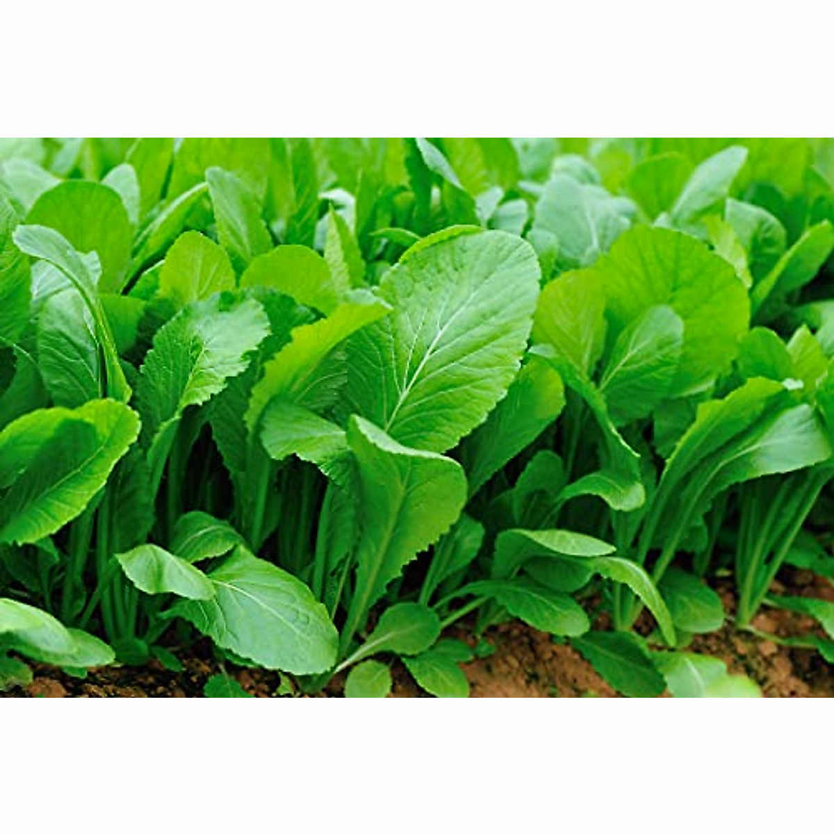 3500 Florida Broadleaf Mustard Seeds for Planting | Fast Growing | Heat and Cold Tolerant | Non-GMO | Heirloom Garden Seed - Cải bẹ xanh - Small GAI Choi