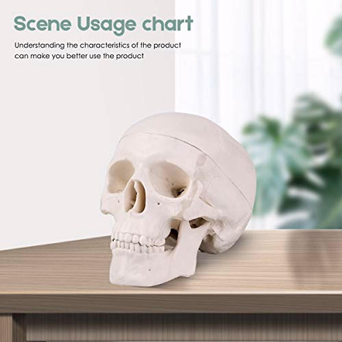 SKUMOD Mini Human Medical Skull Model, Removable Skull Cap & Full Set of Teeth Perfect for Teaching & Learning(Palm-Sized Skull)