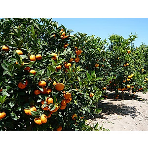 LOUISECON Seedless Citrus Orange Tree Seeds Delicious Navel Oranges 1-2 ft Indoor/Outdoor Fruit Tree Tasty and 30 Seedless