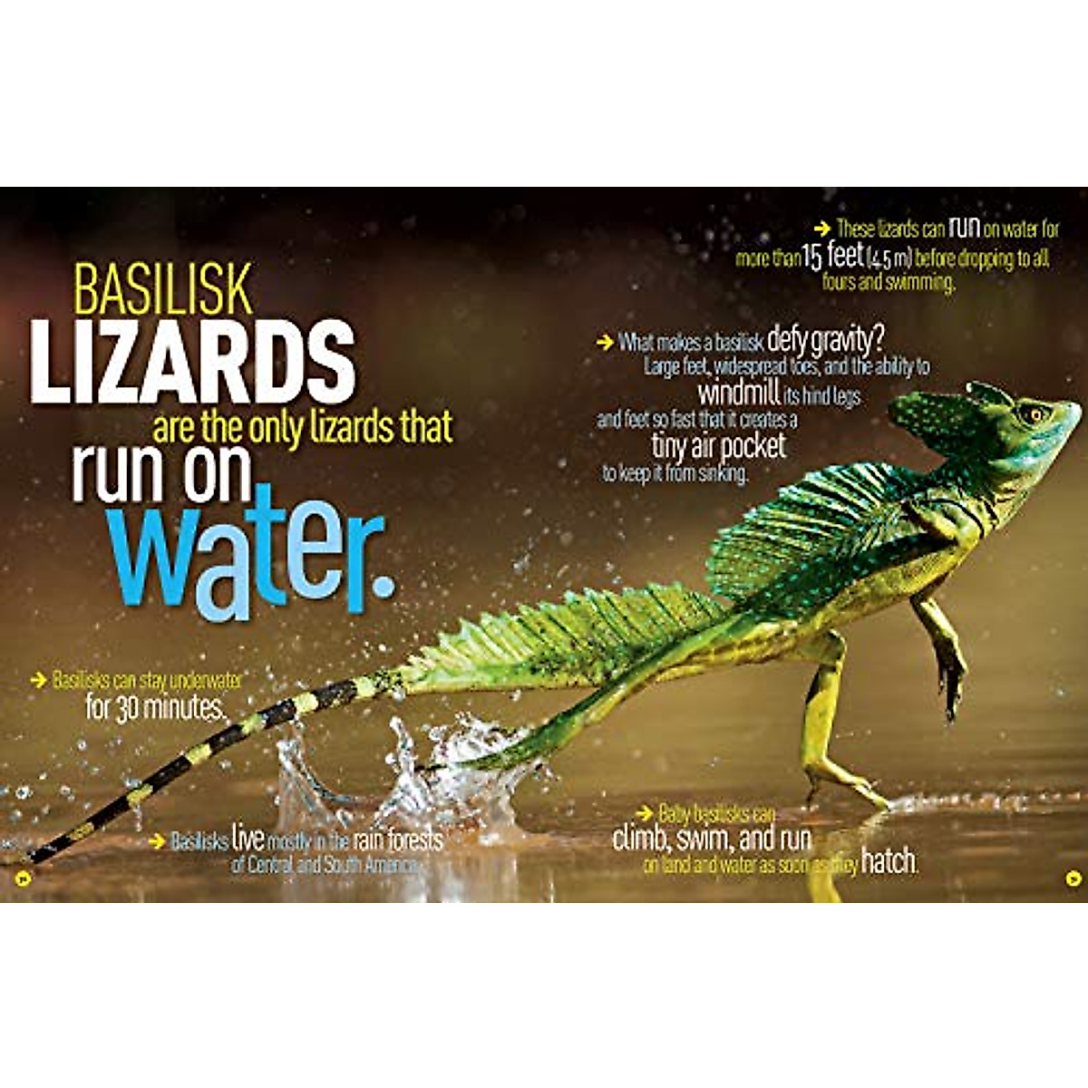 National Geographic Kids Ultimate Weird but True!: 1,000 Wild & Wacky Facts and Photos