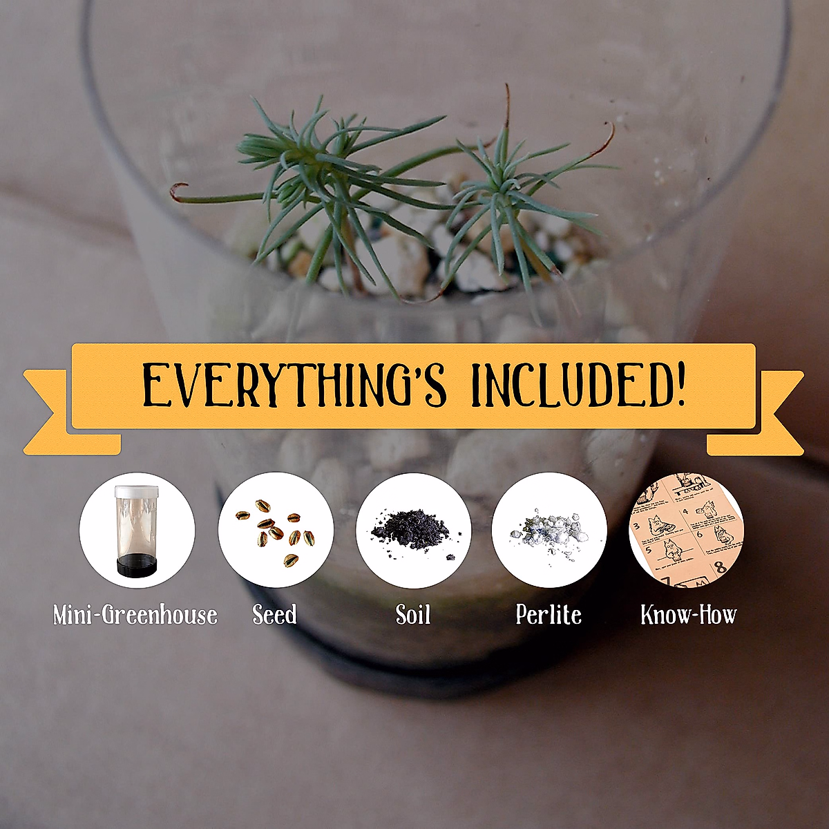 Bonsai Tree | California Bay Laurel | Seed Grow Kit | The Jonsteen Company