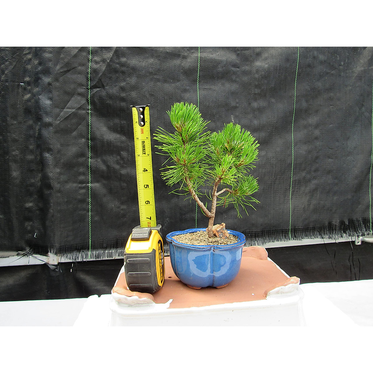 Mugo Pine Bonsai Tree - Small