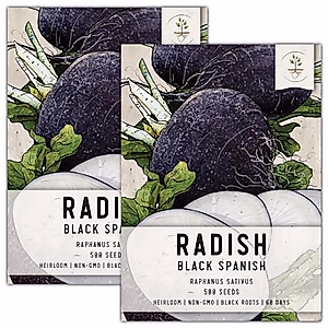 Seed Needs, Black Spanish Radish Seeds - 500 Heirloom Seeds for Planting Raphanus sativus - Non-GMO & Untreated (2 Packs)
