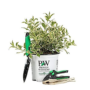 1 Gallon My Monet Purple Effect (Weigela) Live Plant, Purple Flowers