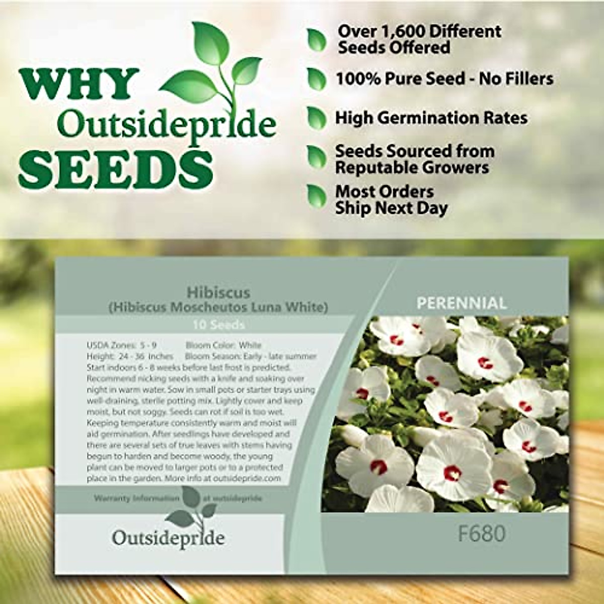 Outsidepride Hibiscus Luna White Garden Flower Seed & Foliage Container Plants - 10 Seeds