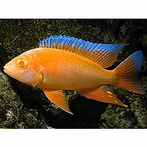 Live Fish - 6 Albino Sunshine Aulonocara Peacock African Cichlid 1.25" - 2" Breeding Colony