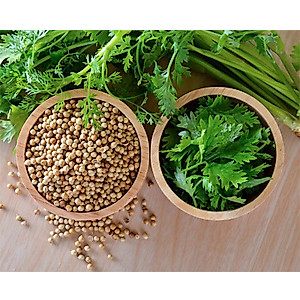 800+ Coriander Seeds for Planting Herb Seeds Collection for Your Indoor Herb Garden