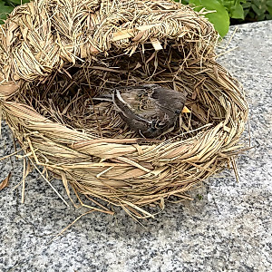 LWINGFLYER 6pcs Fat Sparrow Bird Decor Artificial Birds Feathered Foam Bird Clip on Festival Season Christmas Tree Home Garden Decoration (Brown)