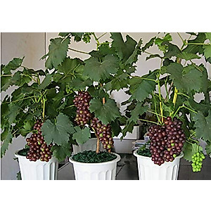 zellajake 30pcs Grape Vine Seeds Sweet Fruit Seed Succulent Plants Indoor Bonsai