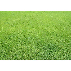 zcbang Lawn Seeds 5g Seeds Cynodon Dactylon Grass Seeds Bermudagrass Evergreen Golf Lawn Seeds Home Garden Courtyard Ground Cover Plant DIY