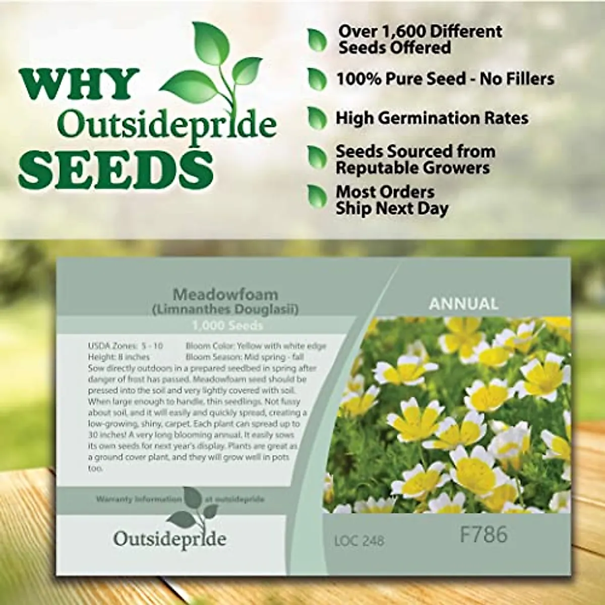 Outsidepride Limnanthes Douglasii Poached Egg Plant Garden Flower Seeds - 1000 Seeds