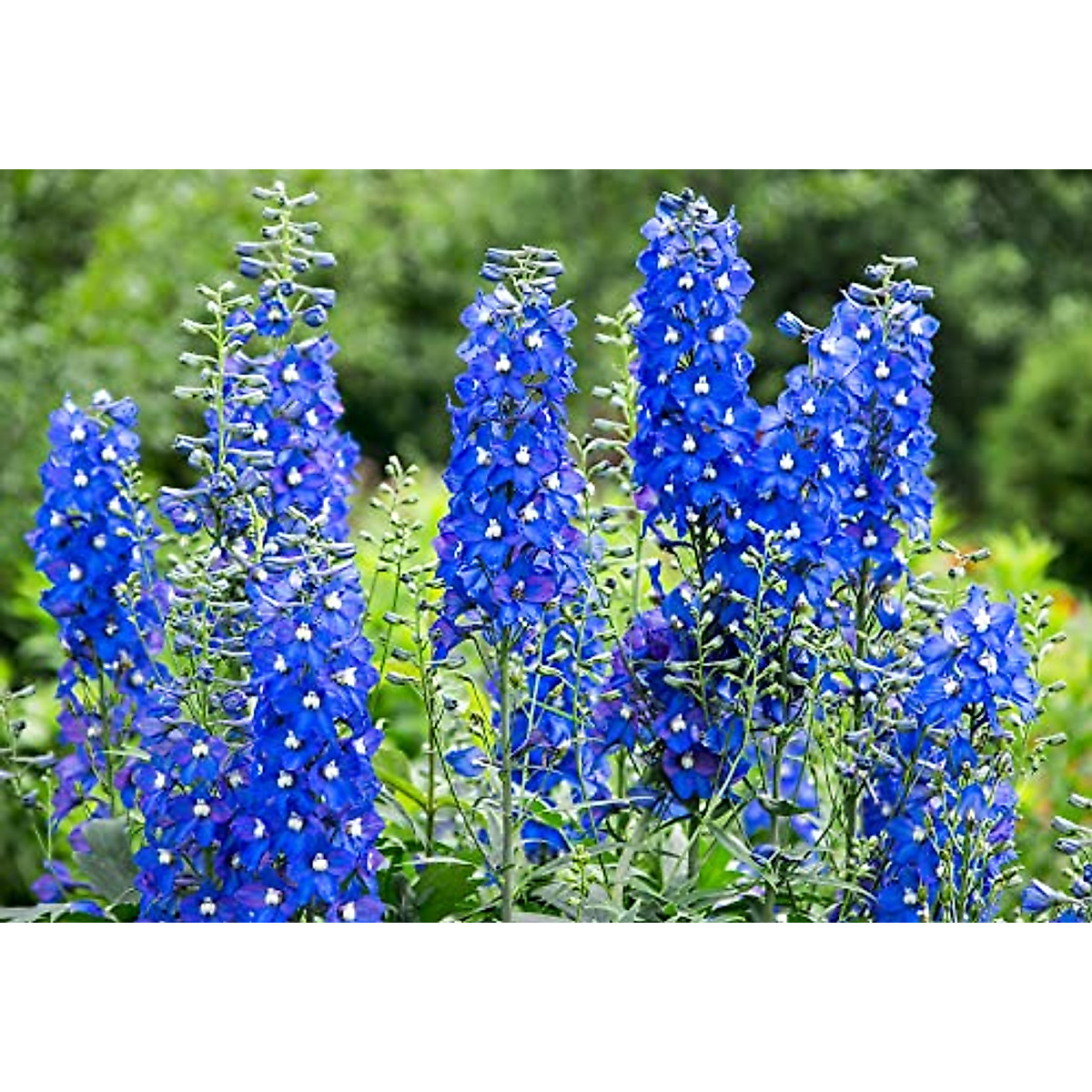 Blue Delphinium Flower Seeds - 100+ Seeds - Grow Stately Delphinium Wildflowers - Made in USA