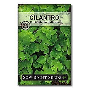 Sow Right Seeds - Most Popular Herb Garden Seed Collection - Mint, Lavender, Genovese Sweet Basil, Cilantro, and Parsley Seeds for Planting; 5 Individual Packets