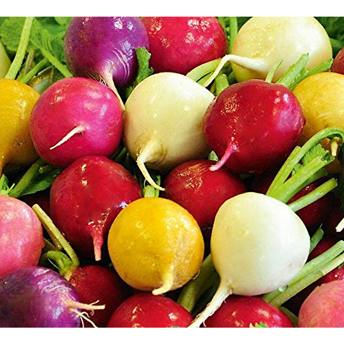 Colorful Radish Seed Mix Easy to Grow Vegetable Garden Seeds for Planting 100 Seeds