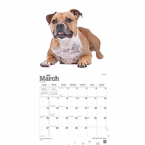 Staffordshire Bull Terriers 2022 12 x 12 Inch Monthly Square Wall Calendar, Animals Dog Breeds DogDays