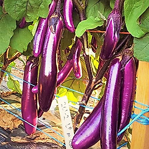 TomorrowSeeds - Chinese Eggplant Seeds - 200+ Count Packet - for 2024 Purple Shine Long Asian Aubergine Ping Tung Japanese Eggplants Brinjal