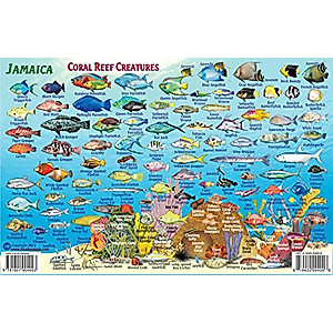 Jamaica Dive Map & Coral Reef Creatures Guide Franko Maps Laminated Fish Card
